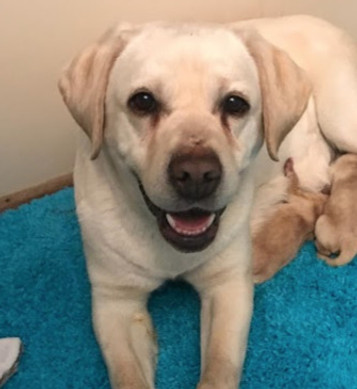 Females | Pinecrest Labrador