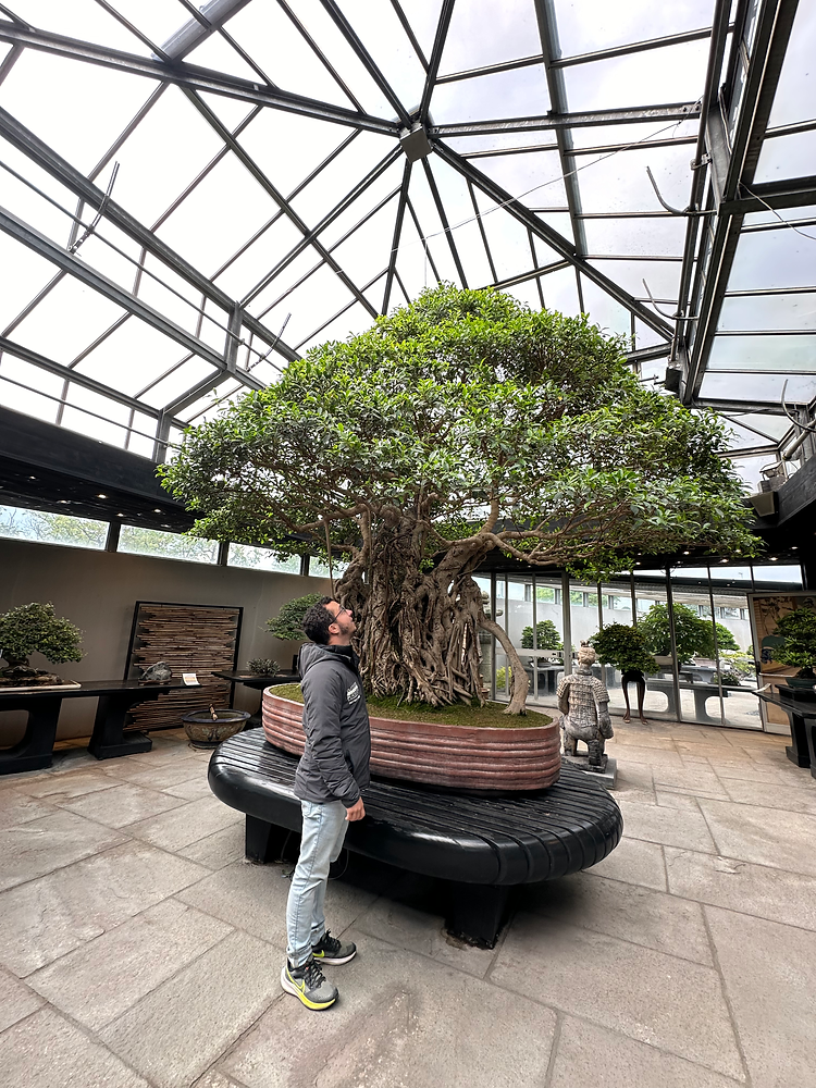 The World's Oldest Bonsai Is Absolutely Breathtaking | Where's Ben Been ...