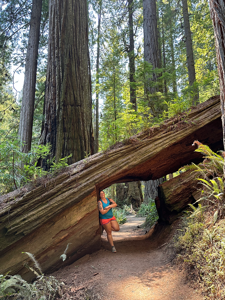 Seeing the World's Tallest Trees in Redwood National Park | Where's Ben ...