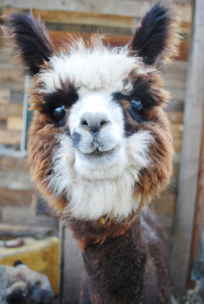 Traveling Farm Animals | lhop-2015