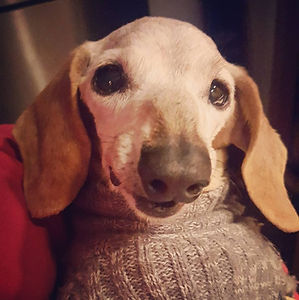 About Us | Albert's Dog Lounge | United States