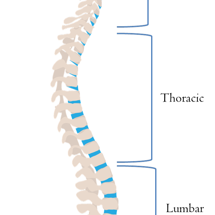 About the Spine: The Spine’s Structural Characteristics