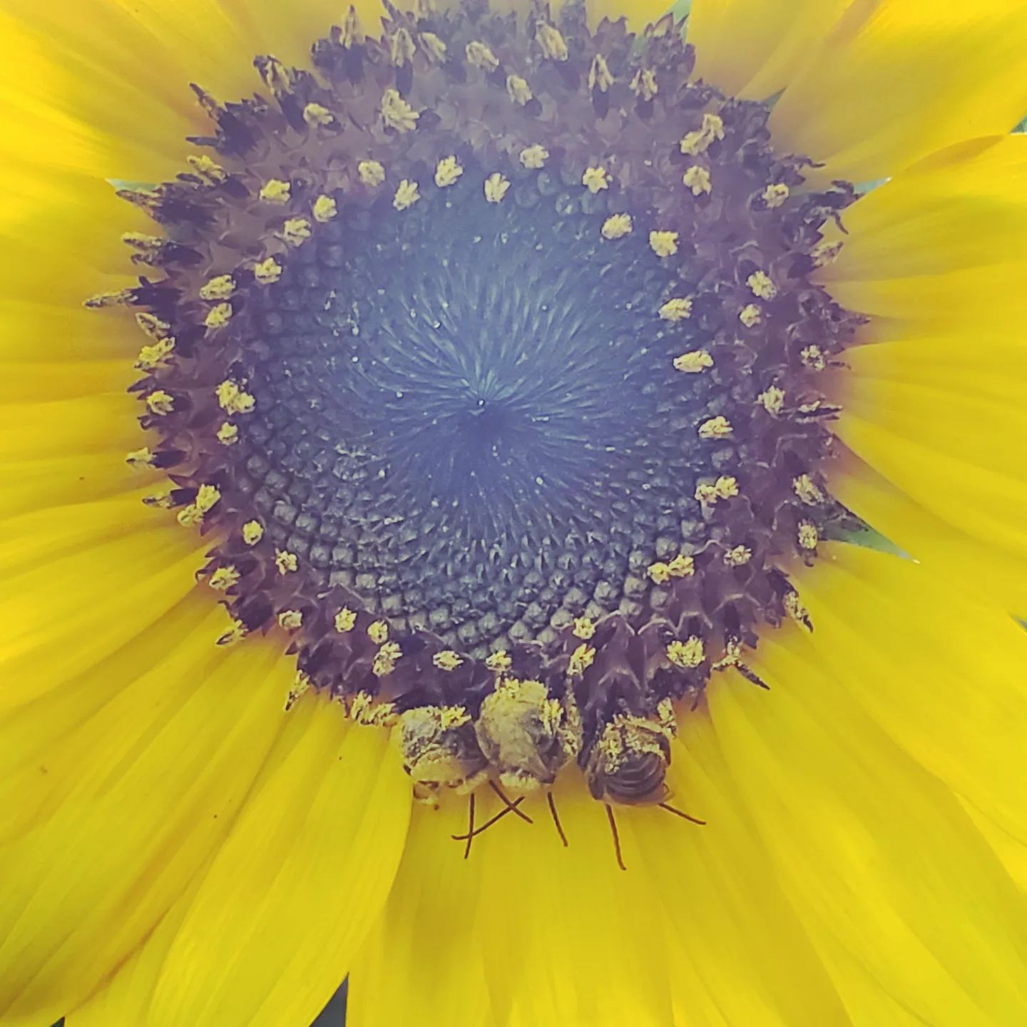 Interviews | morningglorygarden