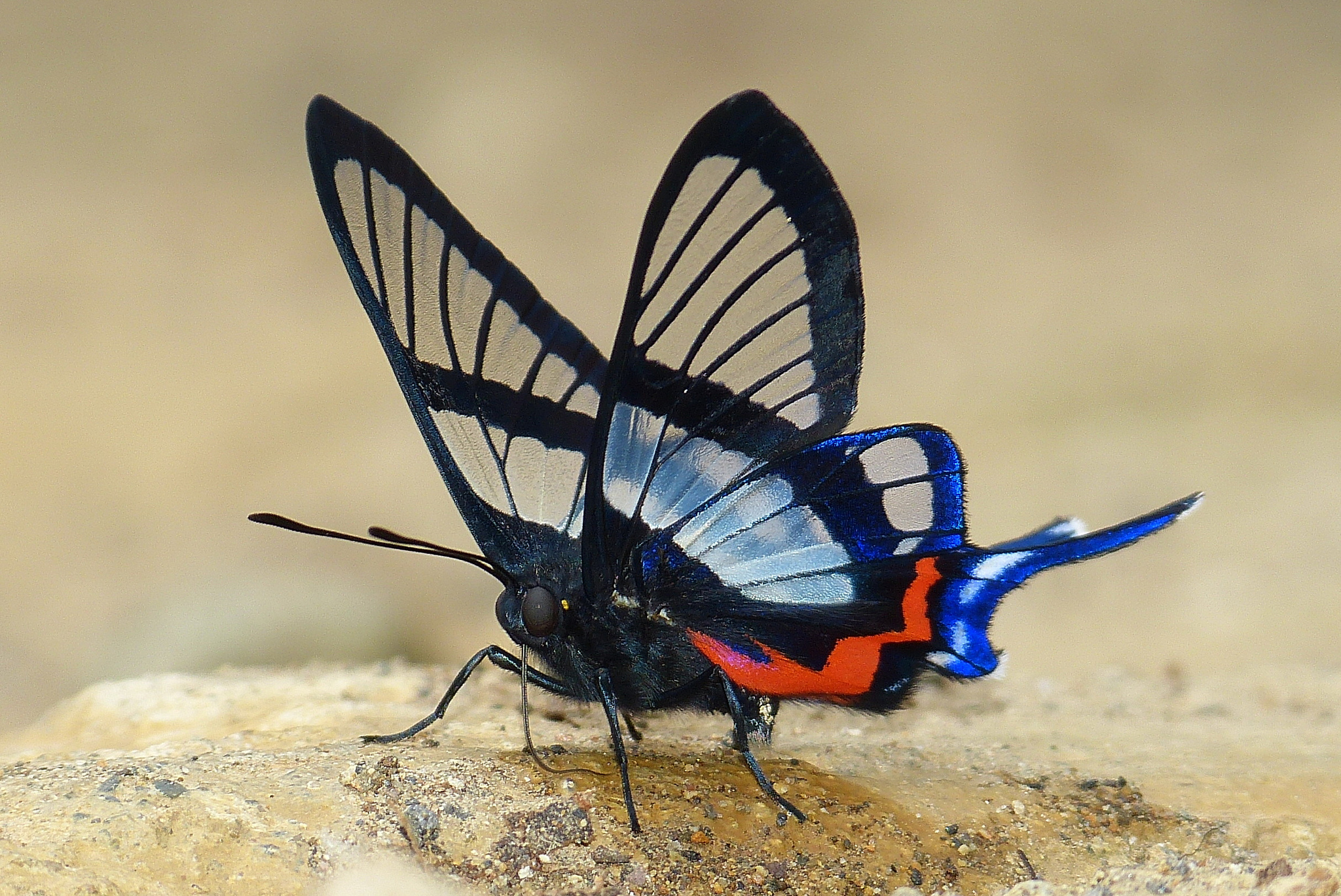 Butterfly Photography Tours | Ecuador, Peru, Amazon