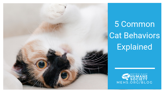 5 Common Cat Behaviors Explained