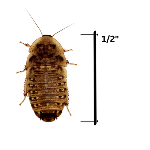 Dubia | 1/2" Small | Kristins Bugs