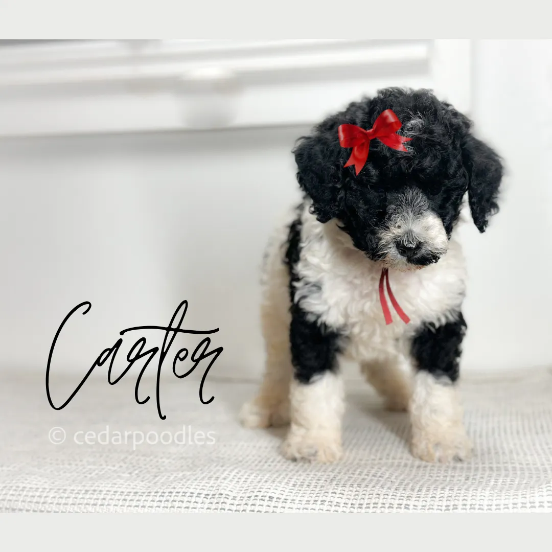 Cedar Doodles Blog | Cedar Doodles