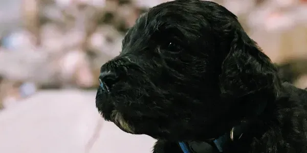 Cedar Doodles Blog | Cedar Doodles