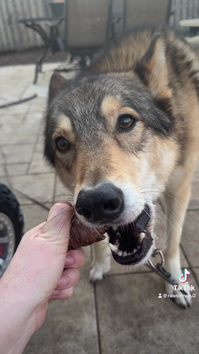 Rawsome Elk Trachea | Rawsome Pets