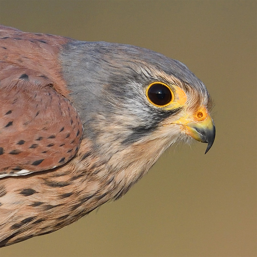 Torenvalk | De slimste vogelgids