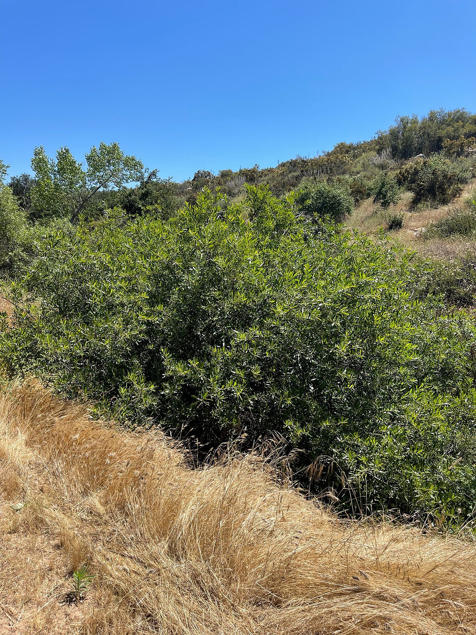 Salix lasiolepis (Arroyo Willow) | Brymal Plants