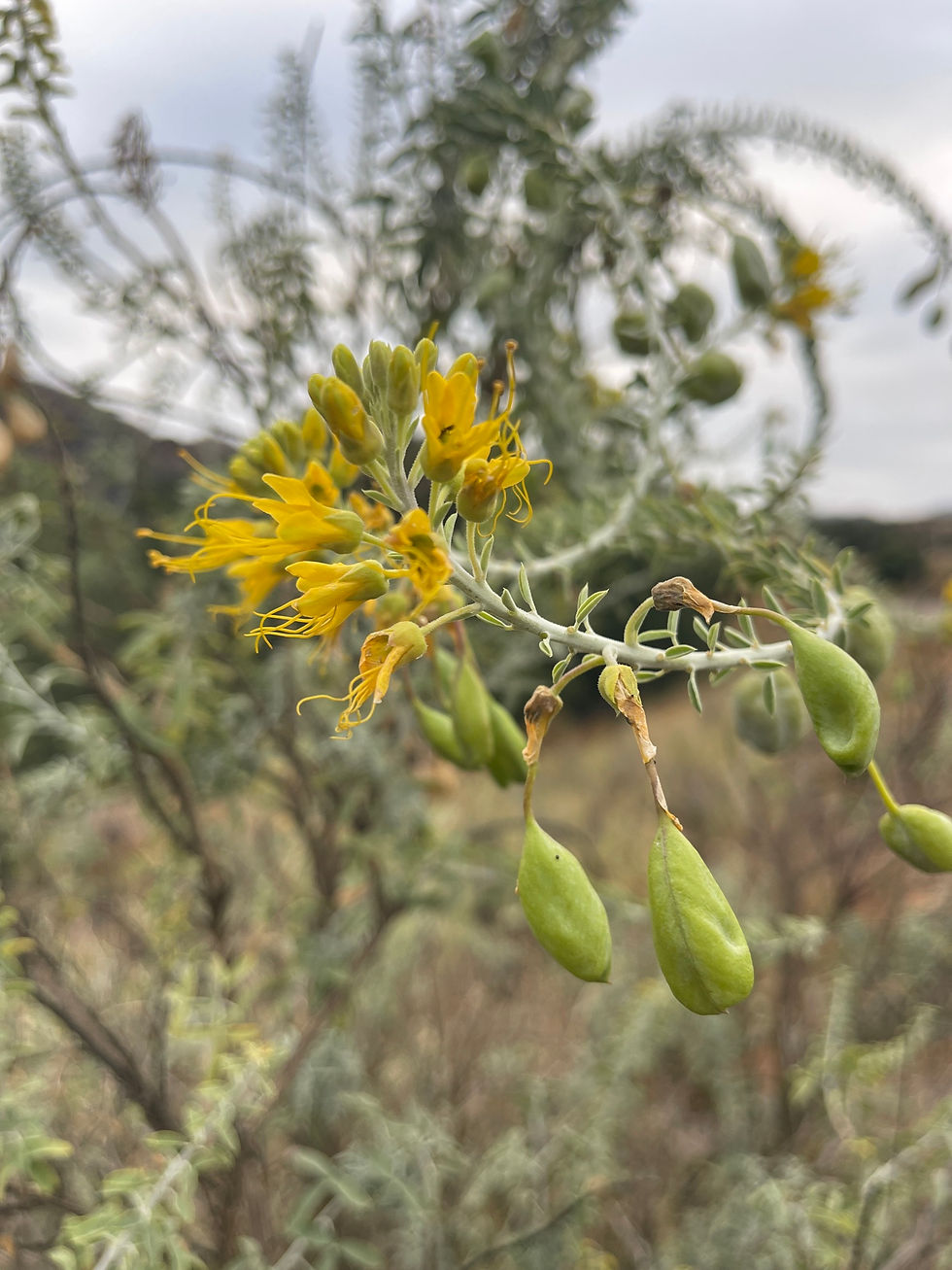 Cleomella arborea (Bladderpod) | Brymal Plants