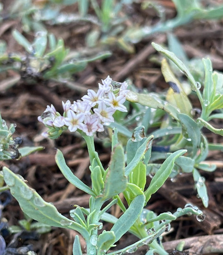 Heliotropium curassavicum (Salt Heliotrope) | Brymal Plants