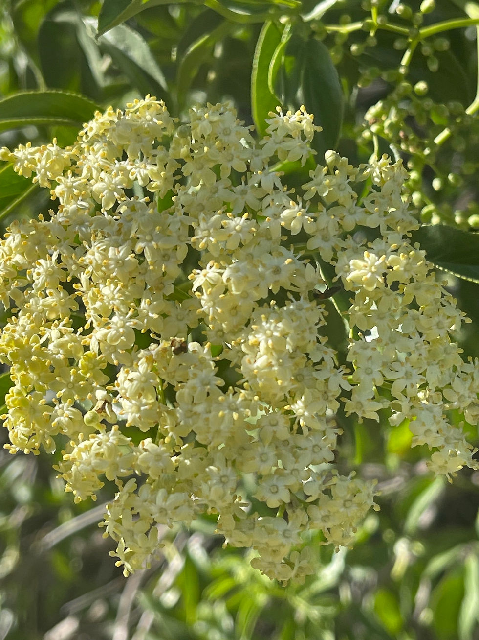 Sambucus cerulea (Blue Elderberry) | Brymal Plants