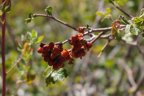 Rhus trilobata (Three Leaf Sumac) | Brymal Plants