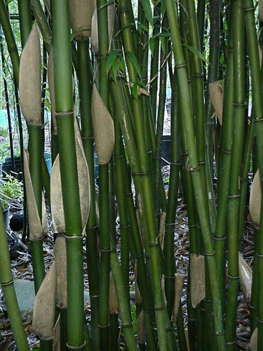 Temple | Bamboo Giant Nursery