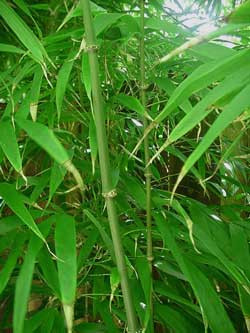 Square | Bamboo Giant Nursery