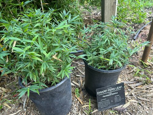 Dwarf Fern Leaf | Bamboo Giant Nursery