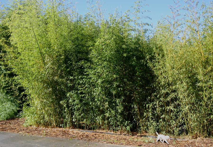 Hedge Bamboo | Bamboo Giant Nursery
