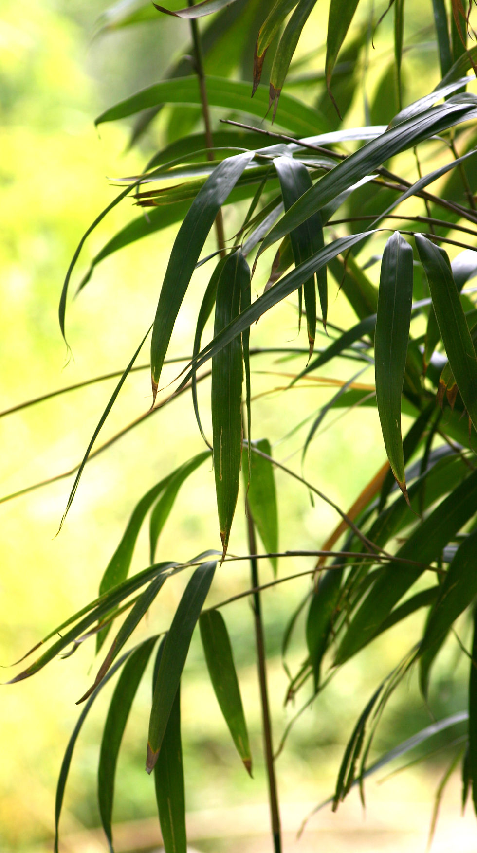 Arrow | Bamboo Giant Nursery