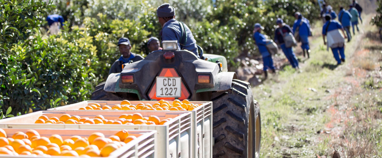 Packhouse | Unipack | South Africa