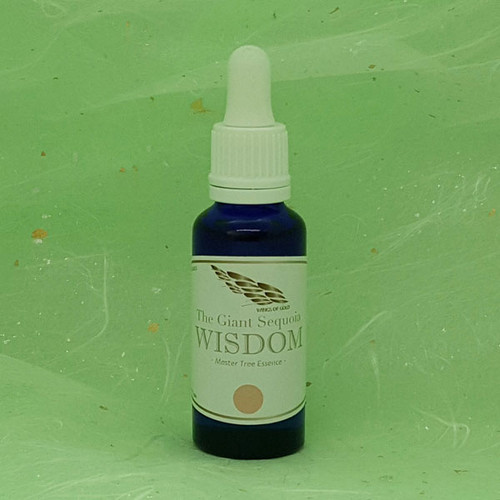 The Giant Sequoia 'Wisdom' | wingsofgold