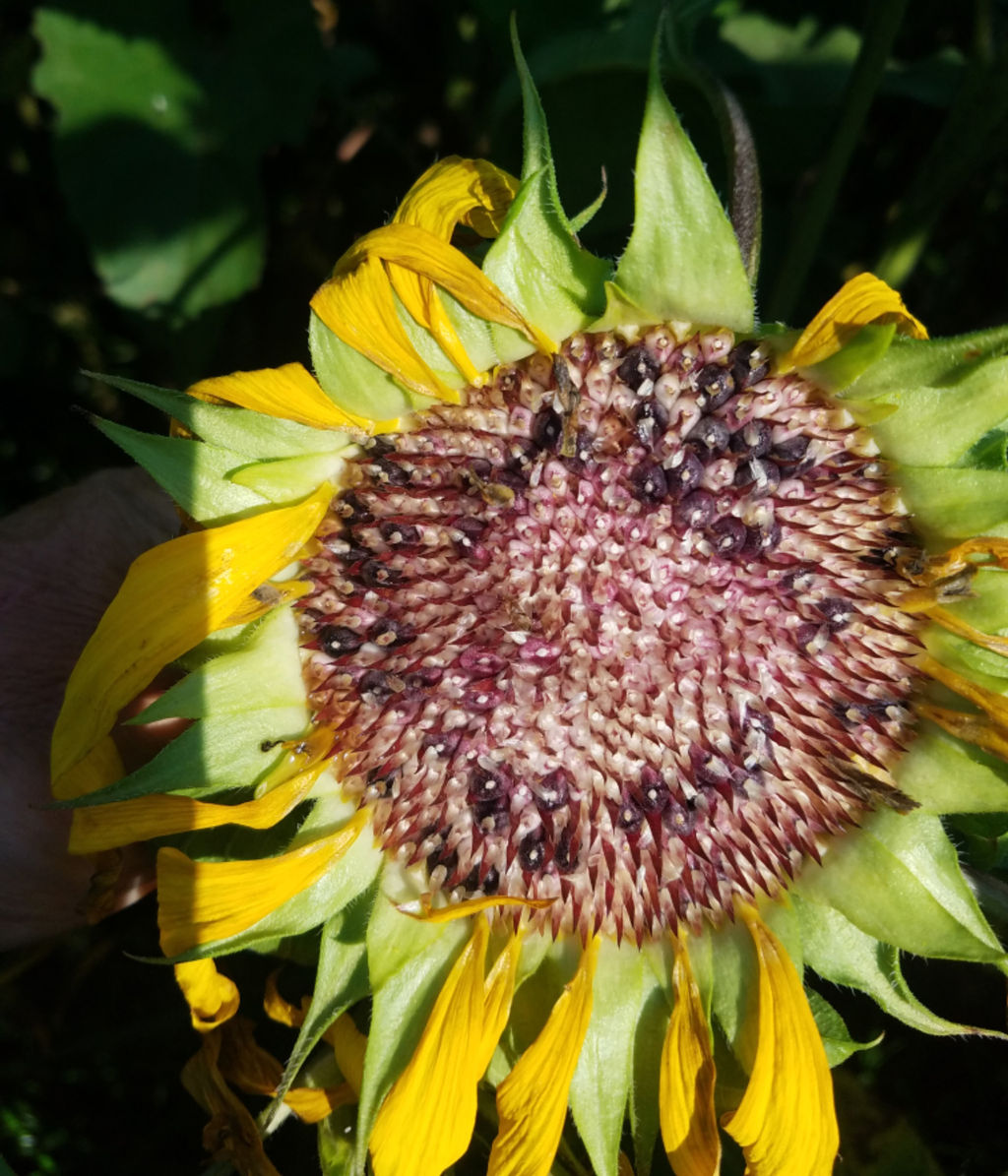 Sunflowers | Sunflower Steve Seed Co