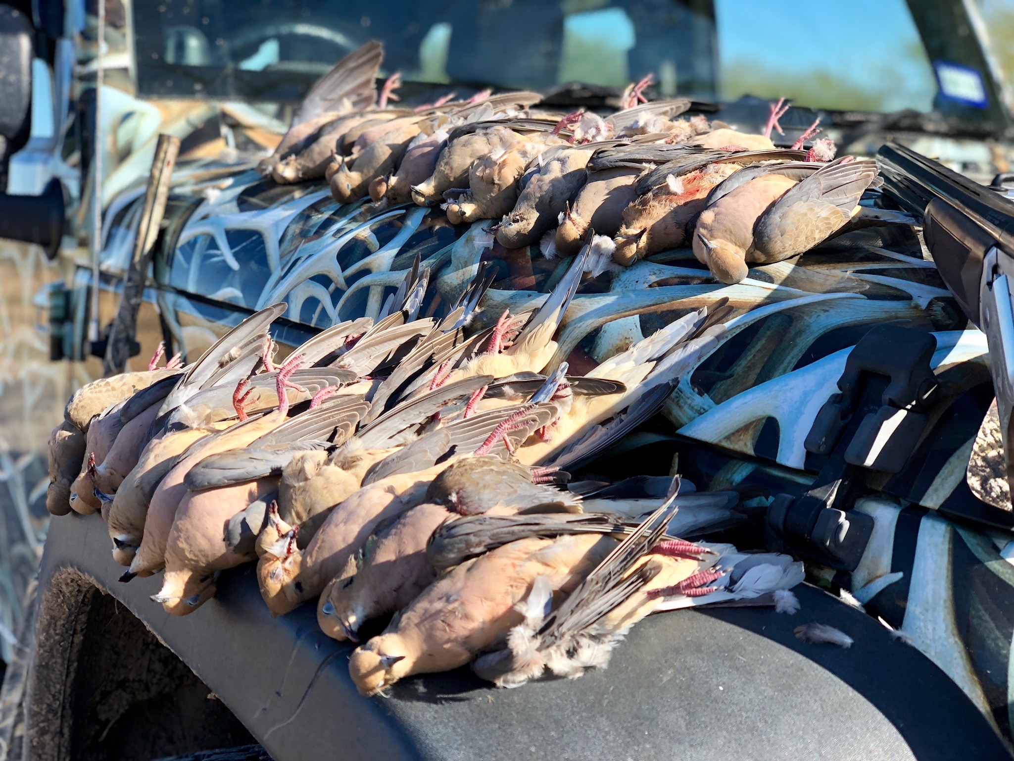 Corporate Dove Hunts | rancho-de-las-palmas