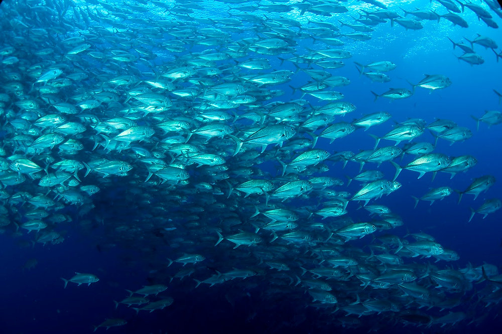 Unveiling the Coastal Gems: The Fishing Paradise of Gabon