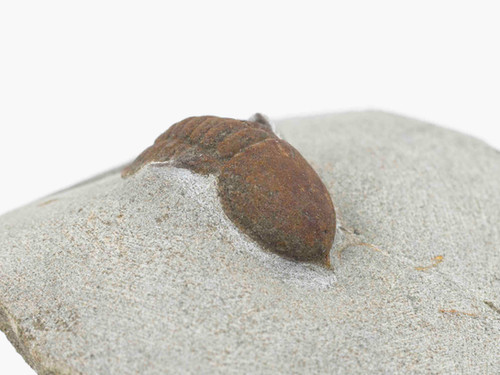 Symphysops stevaninae | Toptrilos