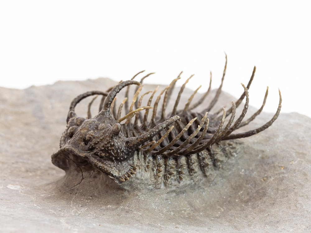 Do you know what trilobites were?