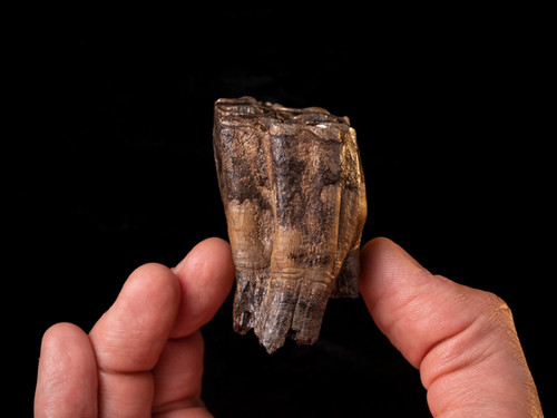 Fossil molar of Equus ferus horse (Quaternary Period) | Toptrilos