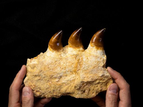 Mosasaur Prognathodon curii | Toptrilos