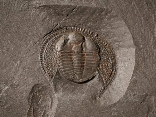 Trilobite Association Declivolithus titan & Cyclopyge sibilla | Toptrilos