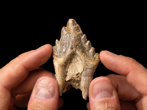 Basilosaurus Tooth | Toptrilos