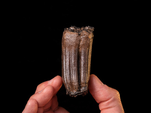 Molar fósil caballo Equus ferus (Periodo Cuaternario) | Toptrilos