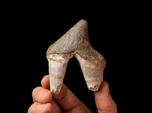 Pappocetus lugardi | Toptrilos