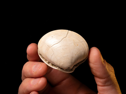 Bivalvo Fósil Callista chione | Toptrilos