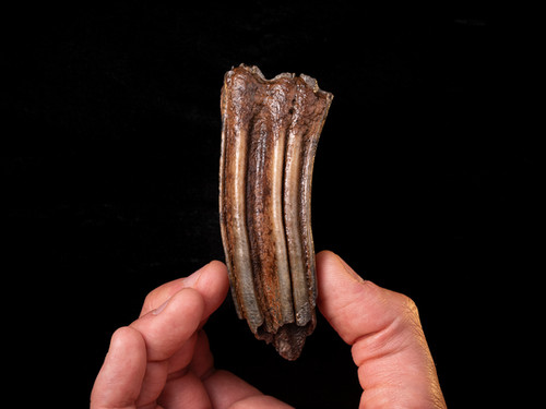 Molar fósil caballo Equus ferus (Periodo Cuaternario) | Toptrilos