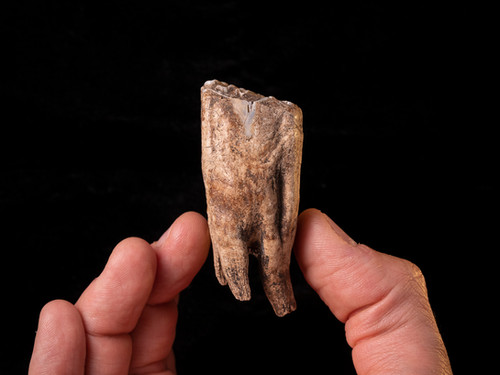 Fossil molar of Equus ferus horse (Quaternary Period) | Toptrilos