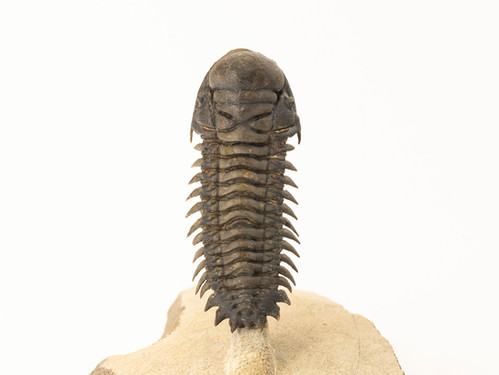 Trilobite Crotalocephalus gibbus | Toptrilos