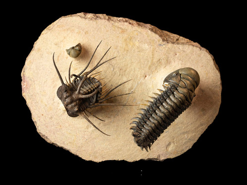 Trilobites Dicranurus monstrosus & Crotalocephalus gibbus | Toptrilos