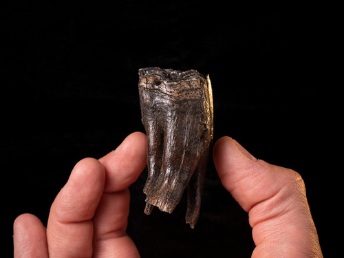 Fossil molar of Equus ferus horse (Quaternary Period) | Toptrilos