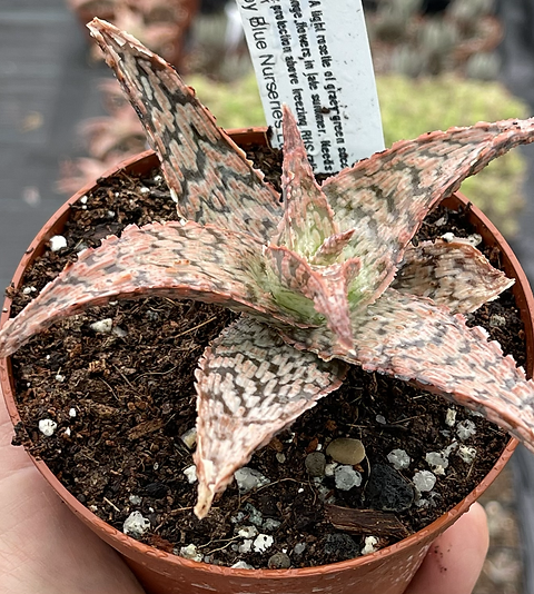 aloe cleopatra
