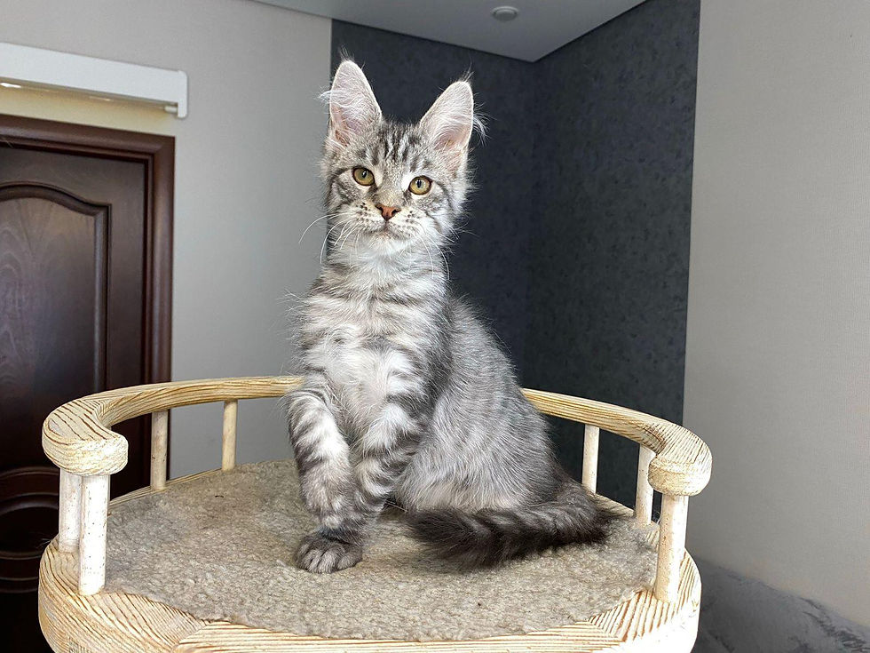QUEENS | Spooky Maine Coons