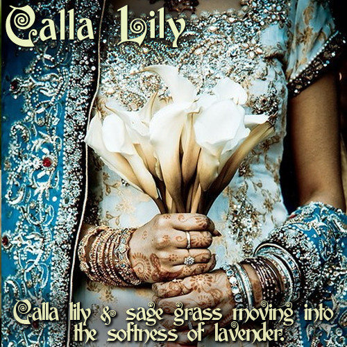 Calla Lily | vultureculture