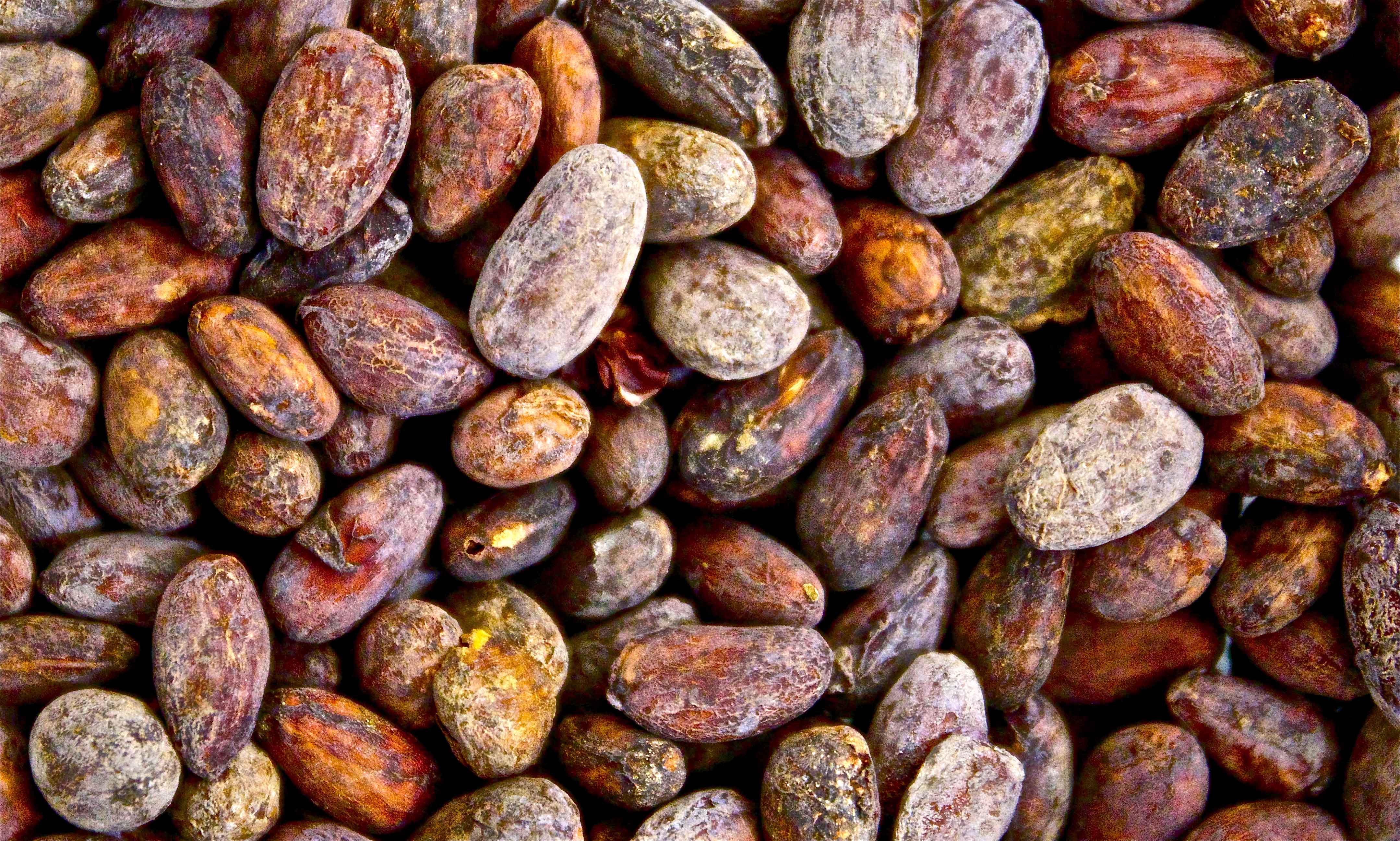 The Chocolate Club Hong Kong | Premium Bean to Bar Chocolate