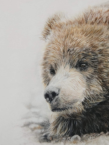 WS 'Poppa Bear' Grizzly Fine Art Print | Crystal Clarke Art
