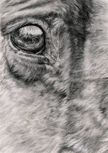 'Perfect Minute Details'Horse Fine Art Print | Crystal Clarke Art