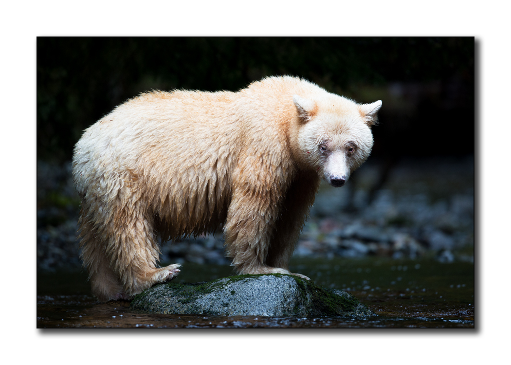 Kermode Bears | photographiesOK